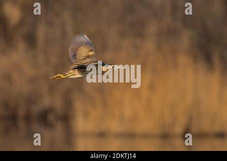 Roerdomp vliegend; Great Bittern flying Stock Photo - Alamy