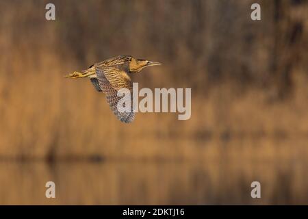 Roerdomp vliegend; Great Bittern flying Stock Photo - Alamy