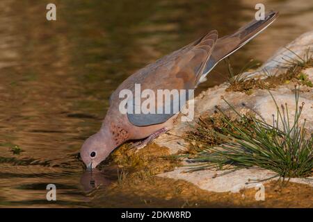 Drinkende Lachduif; Drinking Laughing Dove Stock Photo - Alamy
