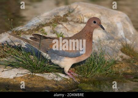 Drinkende Lachduif; Drinking Laughing Dove Stock Photo - Alamy