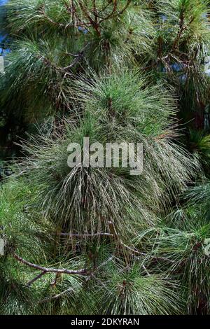 Canarian pine (Pinus canariensis), endemic for the Canary Island, Las ...