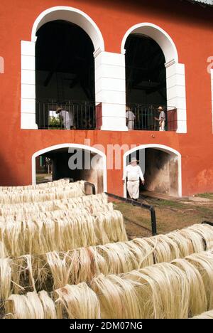 Workers process Henequen, an agave plant, into a fiber suitable for ...