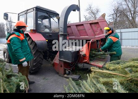 Municipal workers puts branches of used Christmas trees in receiver of ...