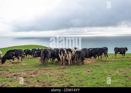 Cows are fed at a dairy farm in Granby, Que., Wednesday, Feb. 5, 2025 ...