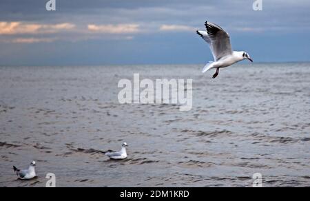 Edinburgh Scotland, UK 16 December 2025. First Minister John Swinney ...