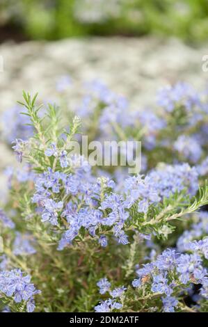 ROSMARINUS OFFICINALIS BOULE Stock Photo - Alamy