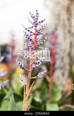 Aechmea 'Blue Rain' flower spike with green foliage in background Stock ...