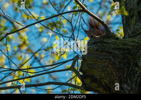 A little squirrel is hiding in a tree Stock Photo - Alamy