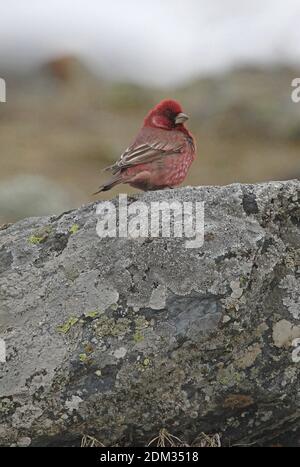 Great Rosefinch Male, Carpodacus rubicilla, Ladakh, India Stock Photo ...