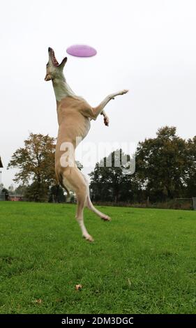 Dog catching flying disk in jump, pet playing outdoors in a park ...