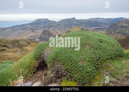 Extreme high altitude Andean flora consisting of cushion plants. At 4 ...
