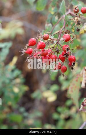 Red accessory achene fruit, California Rose, Rosa Californica, Rosaceae ...