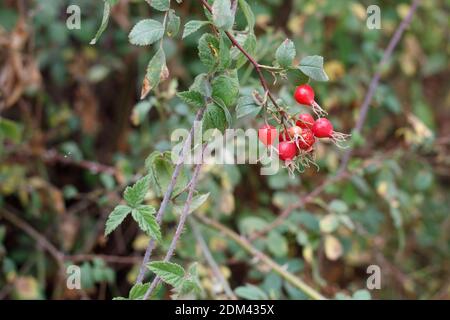 Red accessory achene fruit, California Rose, Rosa Californica, Rosaceae ...