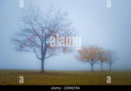 An autumn forest with colorful trees lost in fog, vertical Stock Photo ...