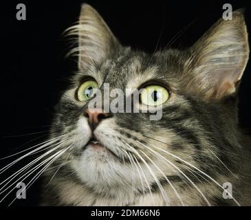 Skogkatt domestic cat, portrait of adult against black background Stock ...