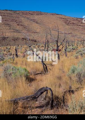 Burned wood from the 2002 Mustang Fire, Dripping Spring Campground ...