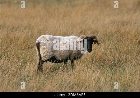 Manech a Tete Noire or Black Head Manech Sheep, a French Breed Stock ...