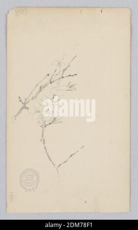 Bough. Sketch of two boughs with blossoms and leaves Stock Photo - Alamy