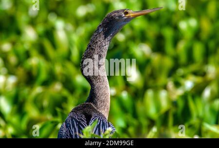 Anhinga in Louisiana Stock Photo - Alamy