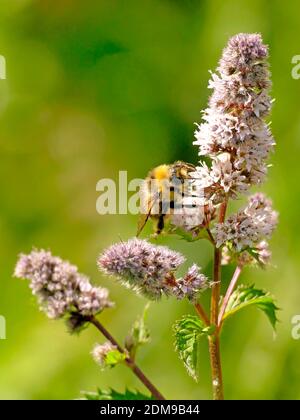 peppermint with flower and bumblebee Stock Photo - Alamy