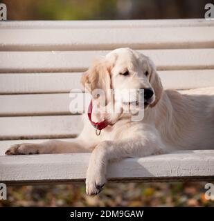 Dog on the bench. Labrador puppy in blue sweater on a pillow Stock ...