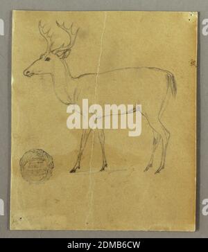 Drawing, A Standing Stag, ca. 1850 Stock Photo - Alamy