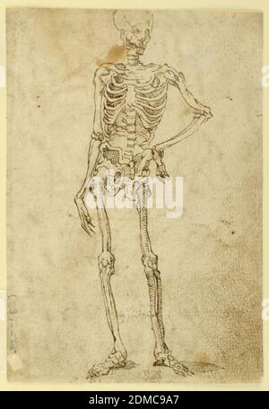 Drawing, Skeleton, ca. 1550 Stock Photo - Alamy