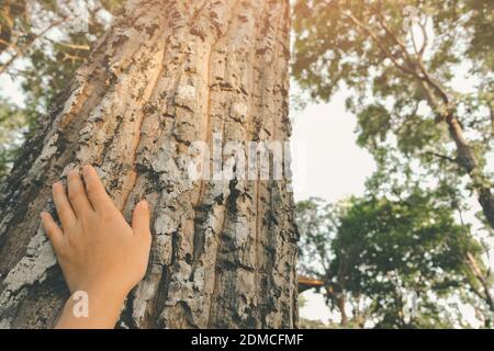 Hand placed on the trunk of a big tree with fingers extended ...