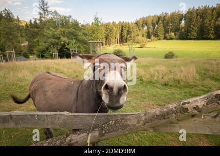 Curious Donkeys on a farm. Donkey pose for the camera Stock Photo - Alamy