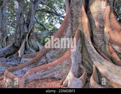 Moreton Bay Fig Trees on Norfolk Island Australia Stock Photo - Alamy