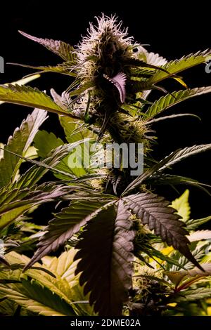 A vertical shot of the cultivation cannabis plant, addictive substance ...