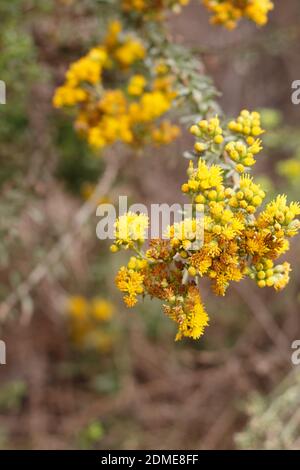 Coastal Goldenbush (Isocoma menziesii) Plantae Stock Photo - Alamy