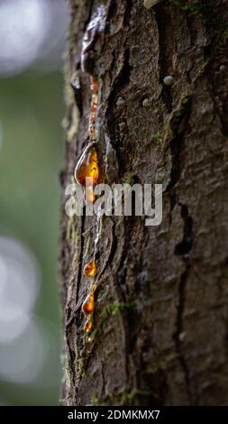 Golden amber tree sap Stock Photo - Alamy