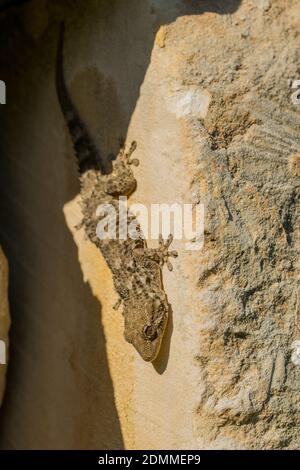 A Moorish Gecko in a rubble wall in the Maltese Islands Stock Photo - Alamy