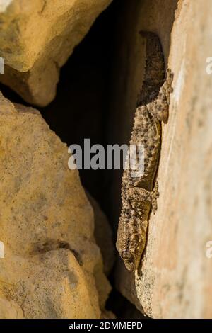 A vertical shot of Moorish Gecko in a rubble wall in the Maltese ...