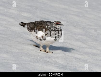 Ptarmigan (Lagopus mutus), in spring plumage, Cairngorms, Scotland ...
