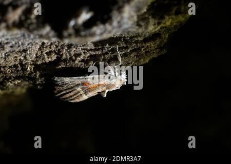 Entomopathogenic fungus (Akanthomyces tuberculatus) growing on a moth ...