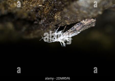 Entomopathogenic fungus (Akanthomyces tuberculatus) growing on a moth ...
