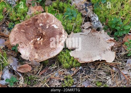 Sarcodon scabrosus, also called Hydnellum scabrosum, bitter tooth or ...