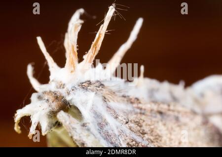 Entomopathogenic fungus (Akanthomyces tuberculatus) growing on a moth ...
