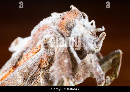 Entomopathogenic fungus (Akanthomyces tuberculatus) growing on a moth ...