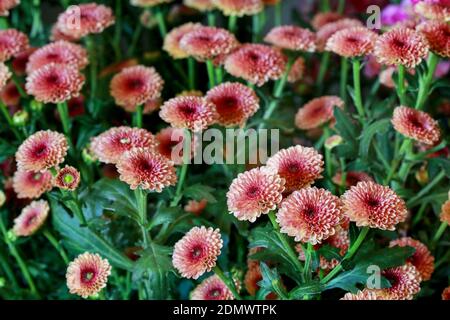 Flower background with chrysanthemum santini. Graphic resources Stock ...