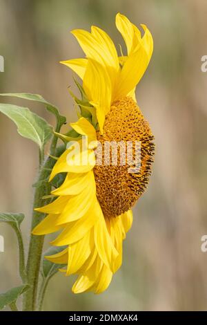 A smiling sunflower head in a cornfield, with bees for eyes Stock Photo ...