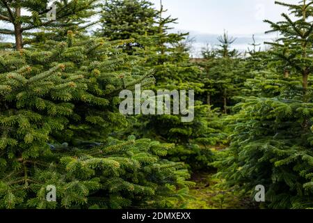 Christmas fir trees growing at Beanston Farm, East Lothian, Scotland ...