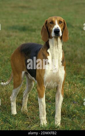 Poitevin Dog, Foxhound Male Stock Photo - Alamy