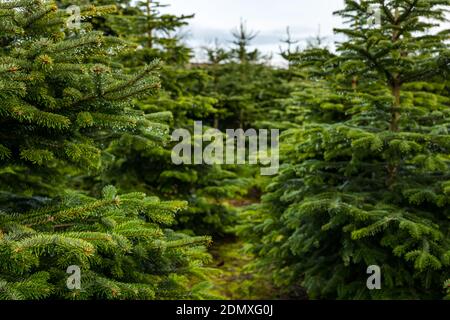 Christmas fir trees growing at Beanston Farm, East Lothian, Scotland ...