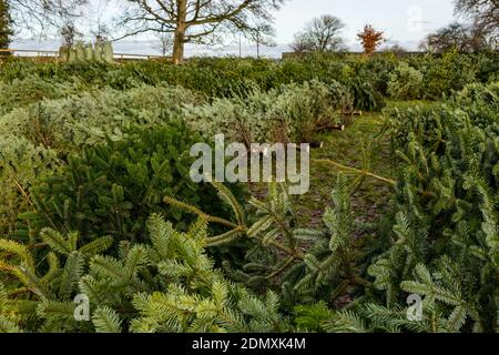 Cut Christmas fir trees at Beanston Farm, East Lothian, Scotland, UK ...