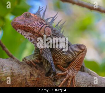 Green iguana (Iguana iguana), river Tarcoles Costa Rica wildlife Stock ...