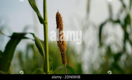 Pearl millet is the most widely grown type of millet. It has been grown ...