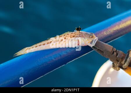 Greater Weever (Trachinus draco), dangerous poisonous fish with stinger ...